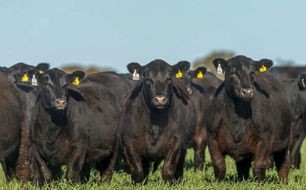 PRODUCCIÓN GANADERA – FRIGOLAR